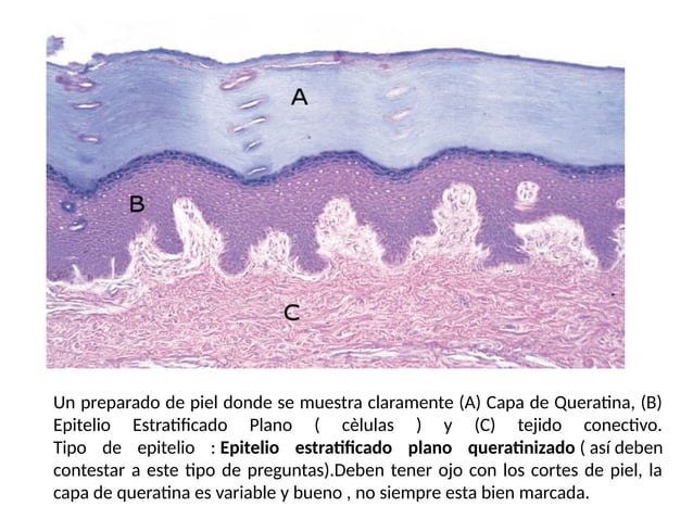 PRACTICA N° 01- LOS EPITELIOS EN HISTOLOGIA HUAMANA.pptx