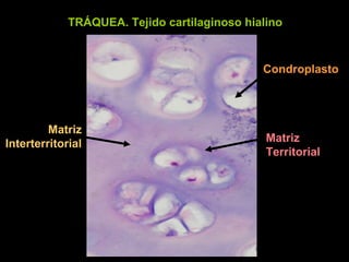 Practica nº 5 tej cartilaginoso y óseo | PPT