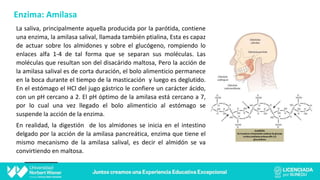 Práctica N° 7 – Actividad Enzimática.pptx