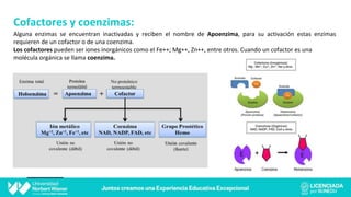 Práctica N° 7 – Actividad Enzimática.pptx