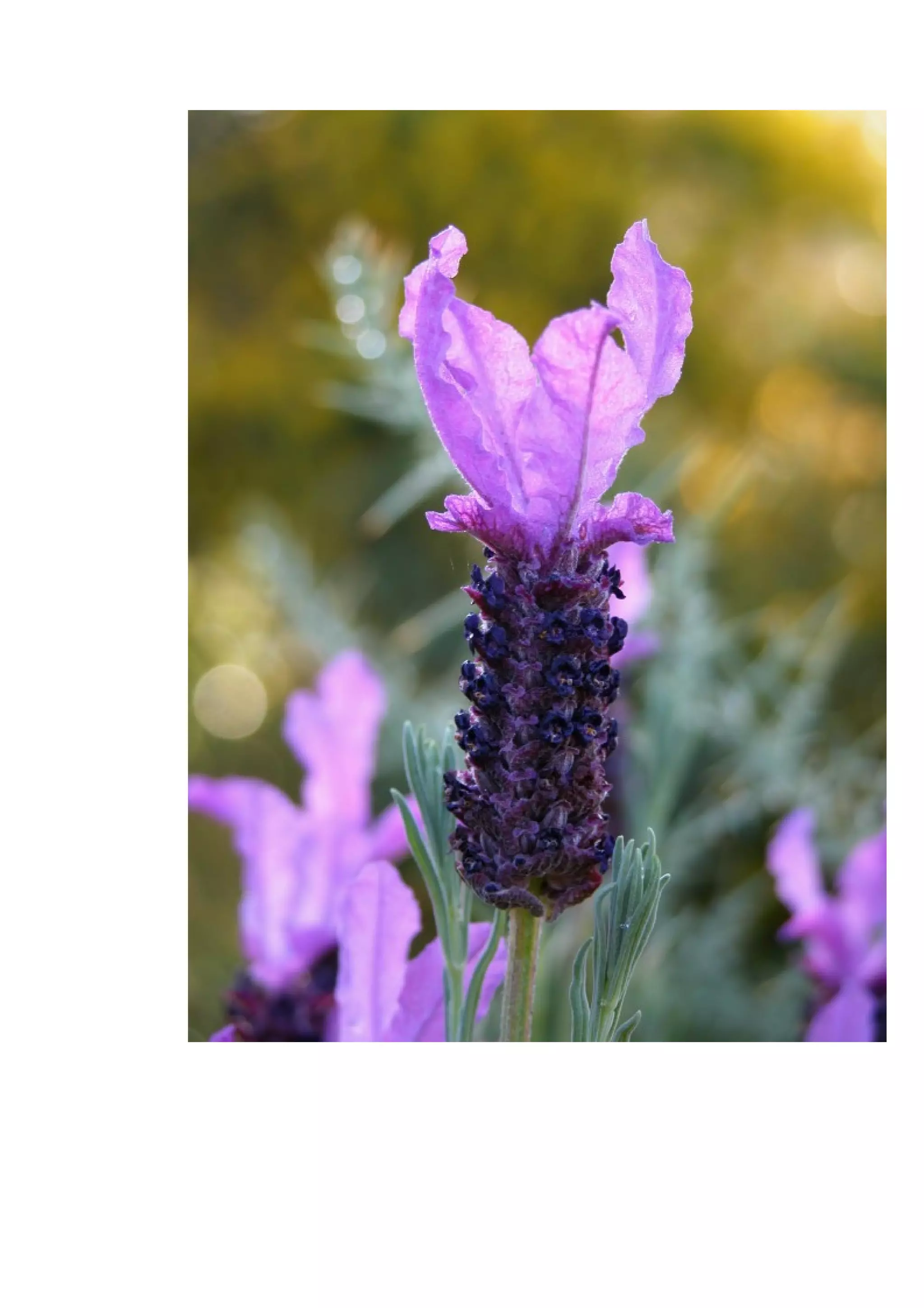 Practica partes de la flor | PDF