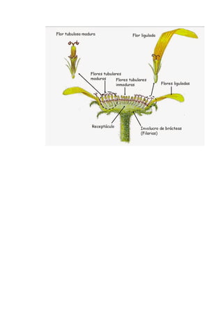 Practica partes de la flor | PDF