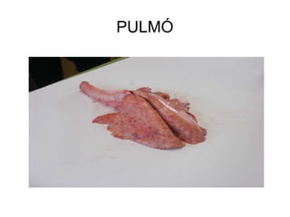 Pràctica pulmó | PDF
