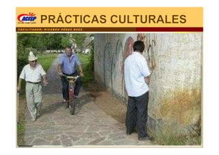 Practicas culturales | PDF