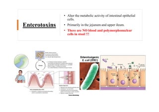 GI tract infection | PDF