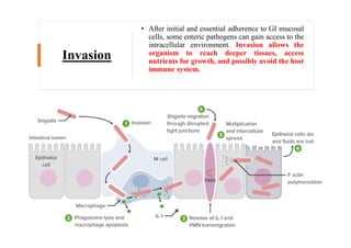 GI tract infection | PDF