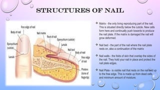 Practice Basic Nail Design - Copy.pptx.. | PPTX