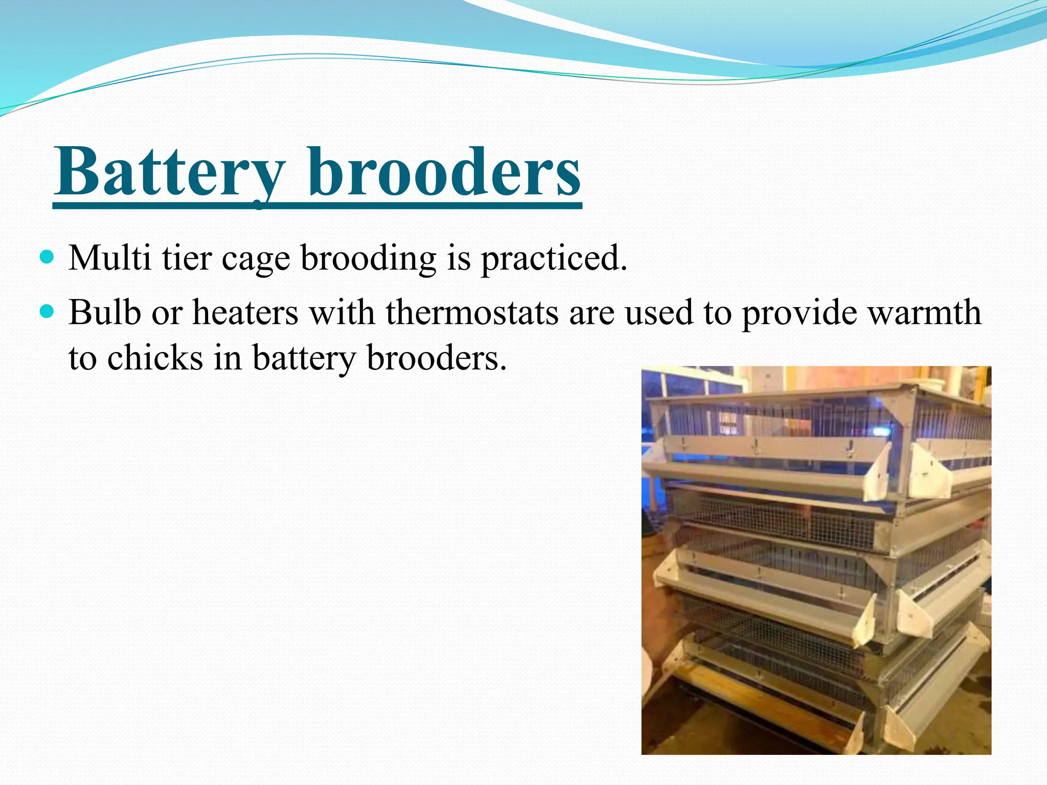 Practices related to brooding.pptx