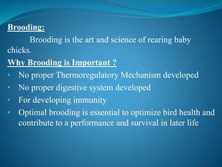 Practices related to brooding.pptx
