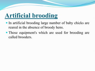Practices related to brooding.pptx