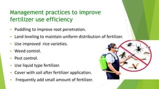 Practices to be adapted to improve fertilizer use efficiency in rice cultivation | PPT