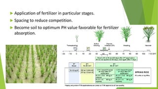 Practices to be adapted to improve fertilizer use efficiency in rice ...