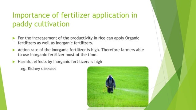 Practices to be adapted to improve fertilizer use efficiency in rice ...