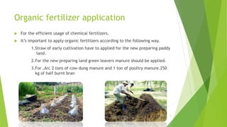 Practices to be adapted to improve fertilizer use efficiency in rice ...