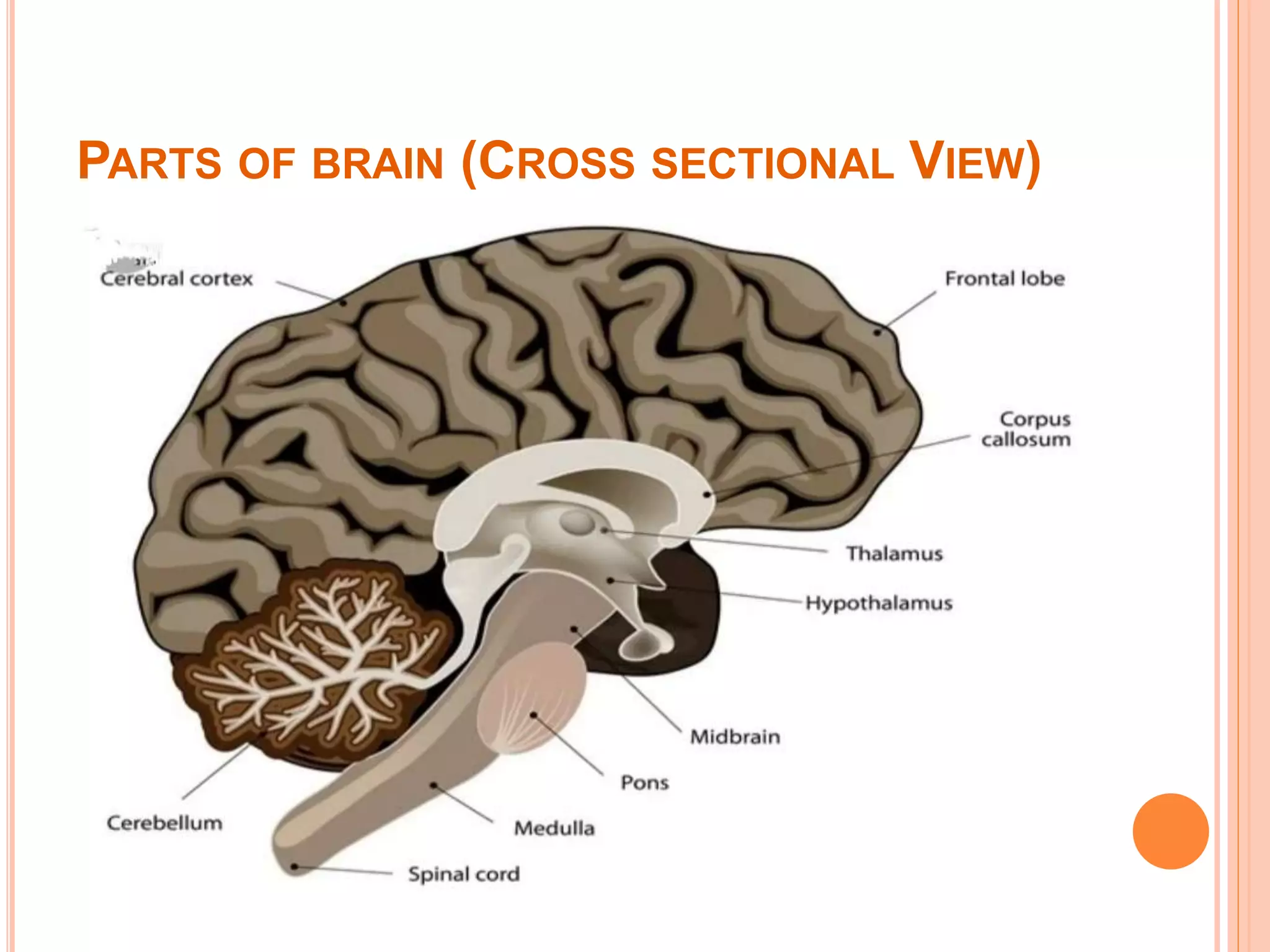 Structure and Functions of cerebrum | PPTX | Brain and Nervous System ...