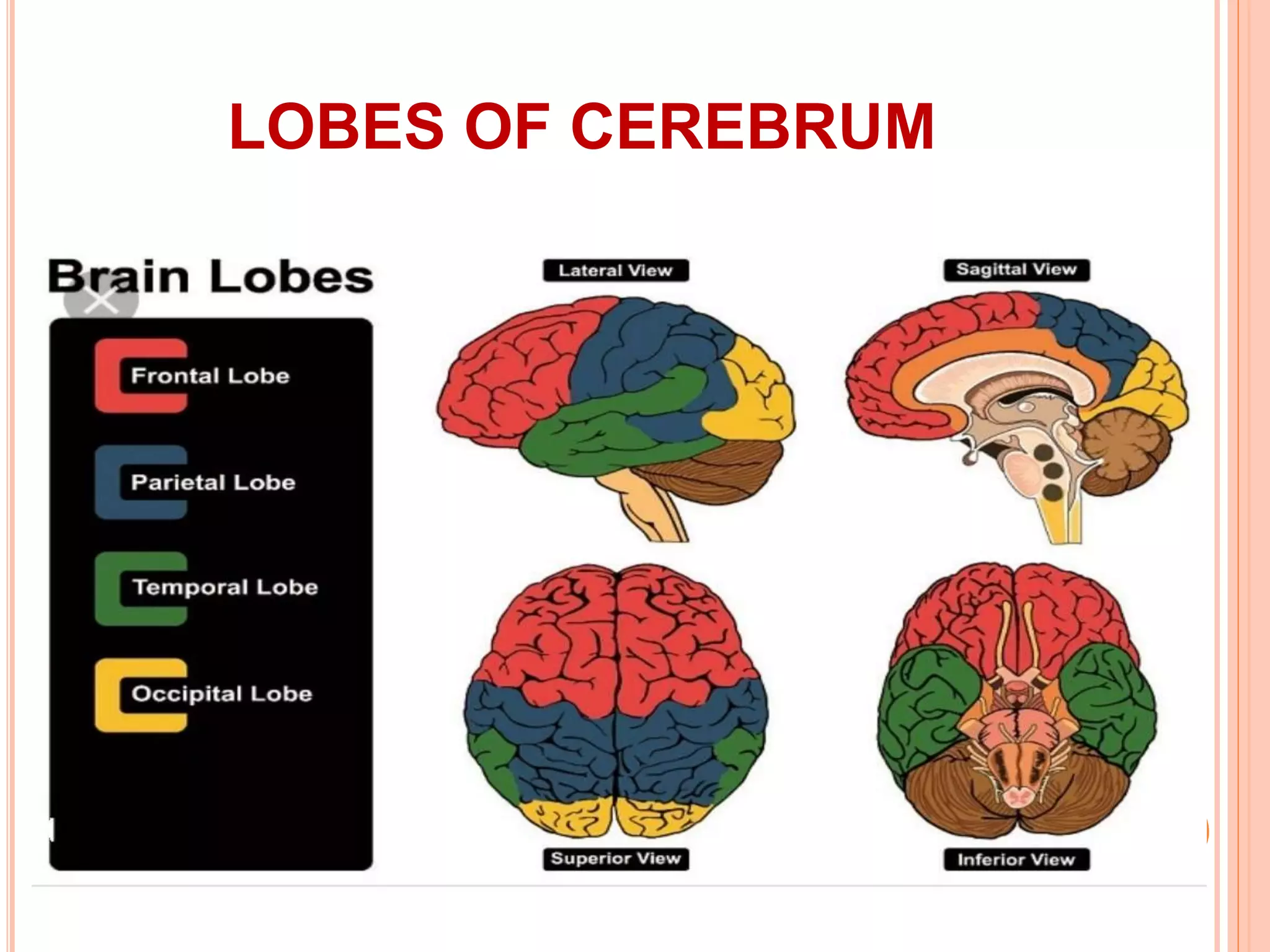 Structure And Functions Of Cerebrum Pptx Brain And Nervous System Disorders Diseases And