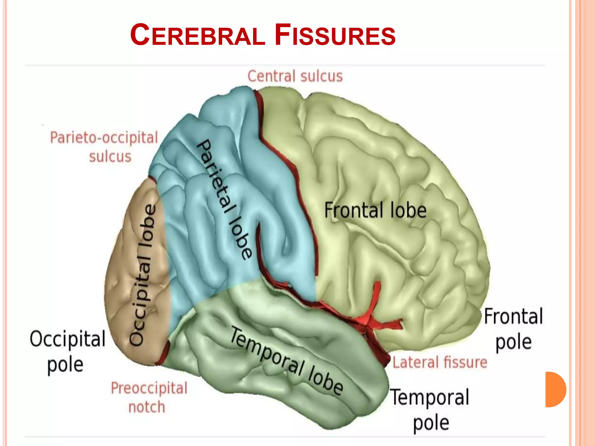 Structure and Functions of cerebrum | PPTX