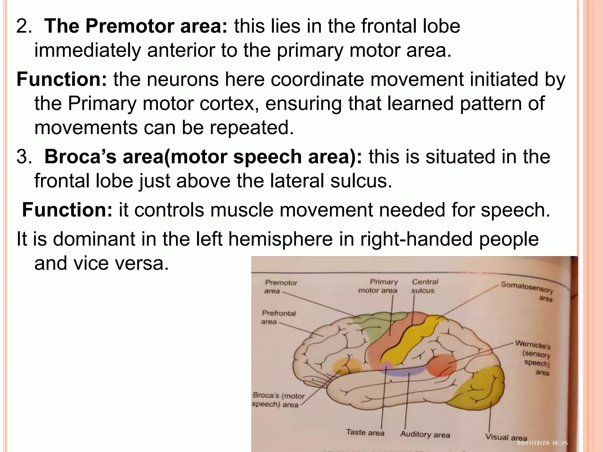 Structure and Functions of cerebrum | PPTX