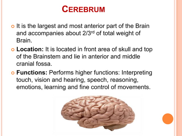 Structure and Functions of cerebrum | PPTX | Brain and Nervous System ...