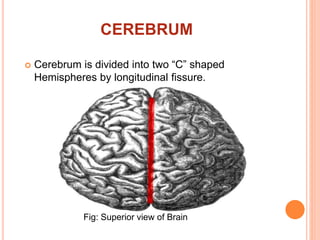 Structure and Functions of cerebrum | PPTX