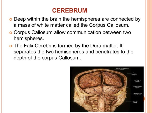 Structure and Functions of cerebrum | PPTX | Brain and Nervous System ...