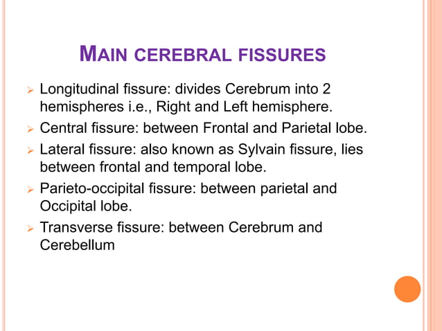 Structure and Functions of cerebrum | PPTX | Brain and Nervous System ...