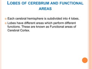 Structure and Functions of cerebrum | PPTX