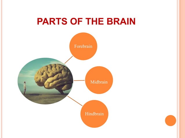 Structure and Functions of cerebrum | PPTX | Brain and Nervous System ...
