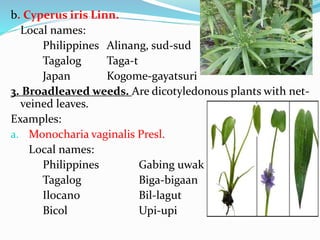 Practice weeding and cultivation | PPTX