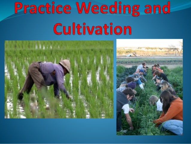 Practice weeding and cultivation