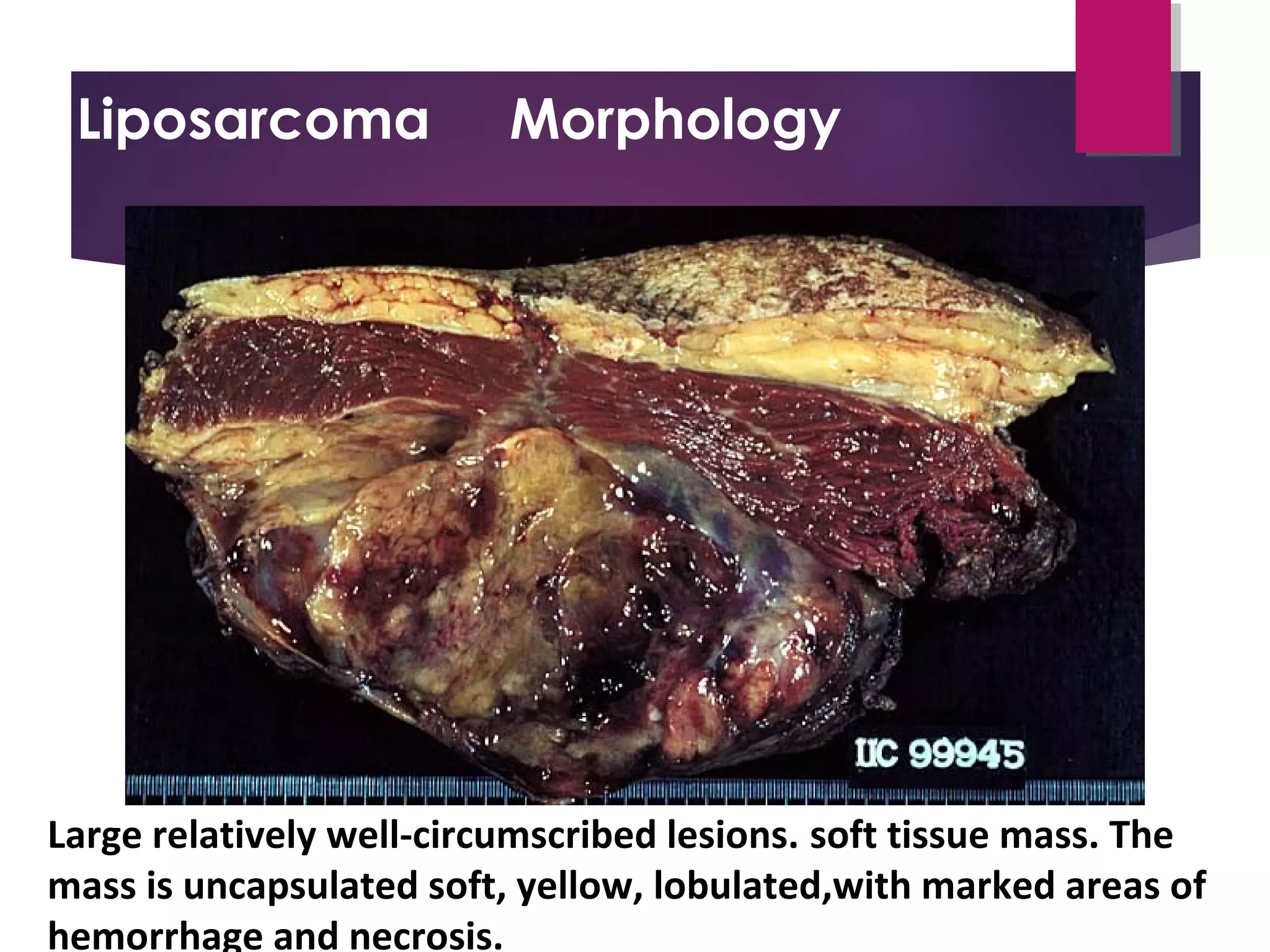 Practicals MUSCULOSKELETAL SYSTEM | PPT