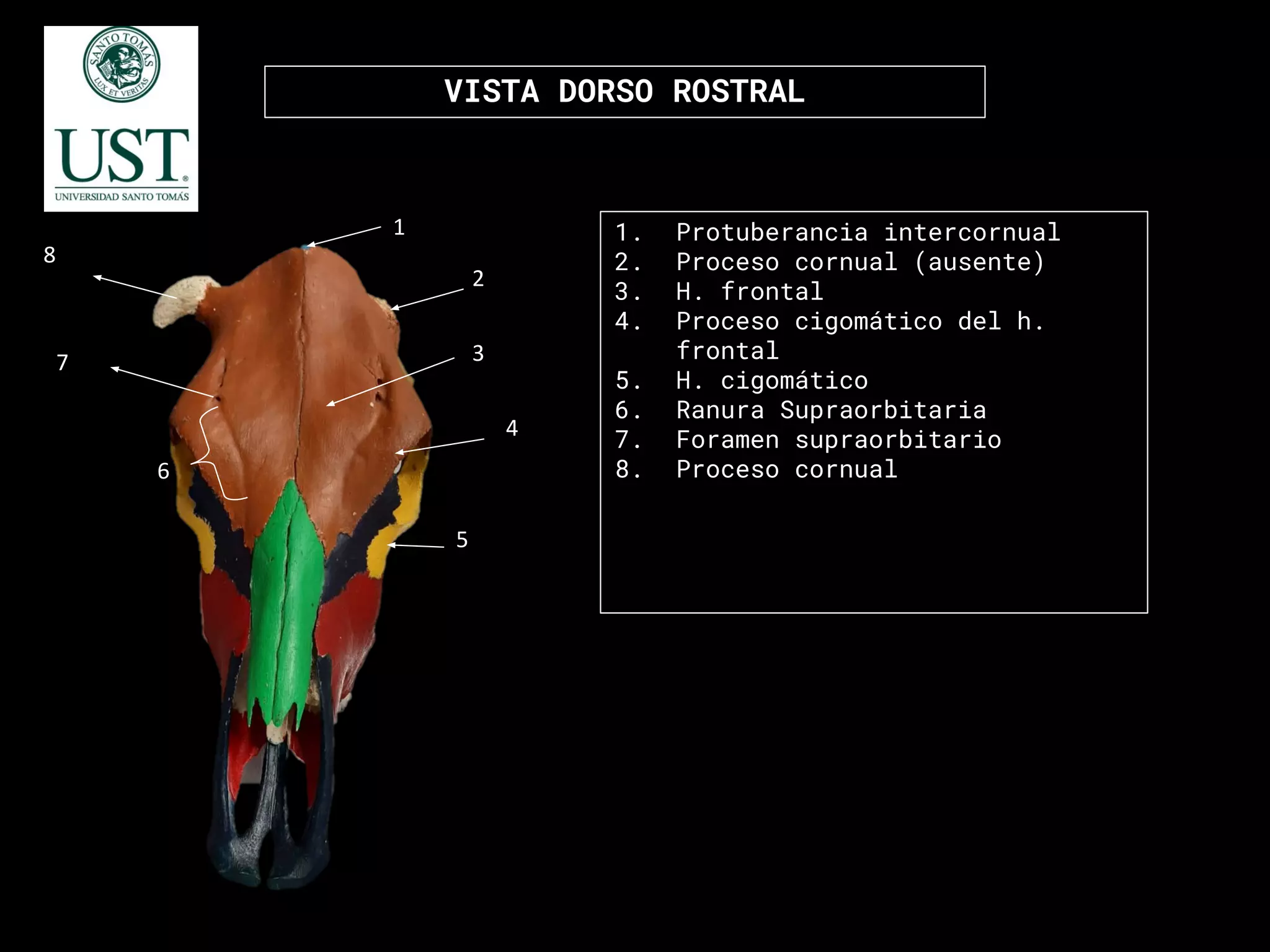 Osteología de neurocraneo de bovino | PDF