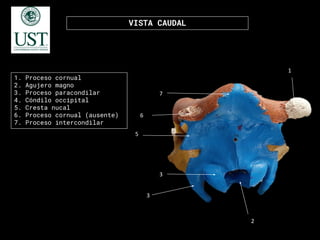 Osteología de neurocraneo de bovino | PDF