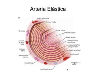 Practico 12 cardiovascular | PDF