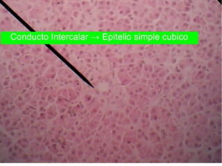 Practico 3 epitelios glandulares | PDF