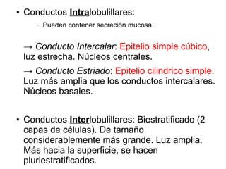 Practico 3 epitelios glandulares | PDF