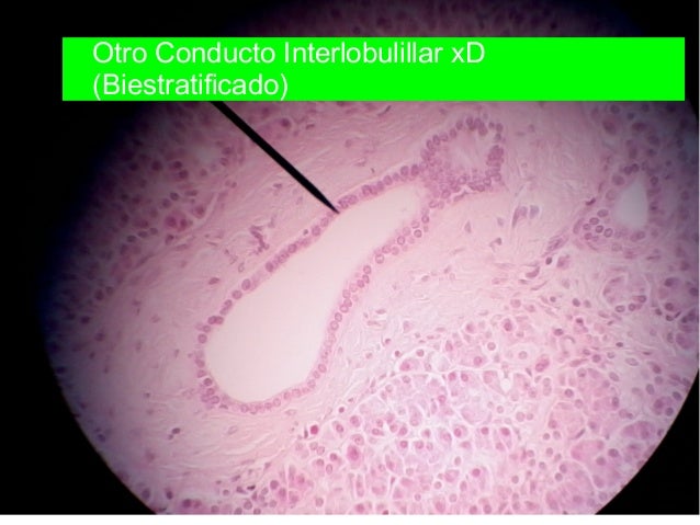 Practico 3 epitelios glandulares