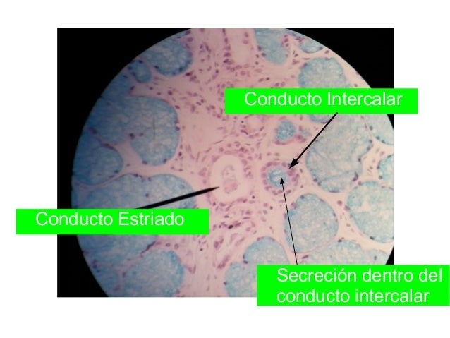 Practico 3 epitelios glandulares