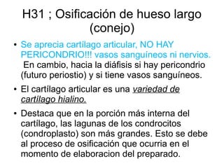 Practico 5 tejido cartilaginoso | PDF