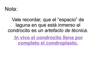 Practico 5 tejido cartilaginoso | PDF