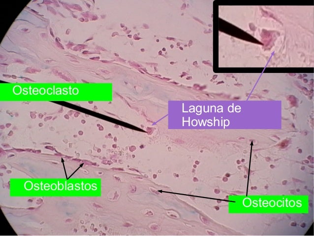 Practico 7 osificacion y_muscular