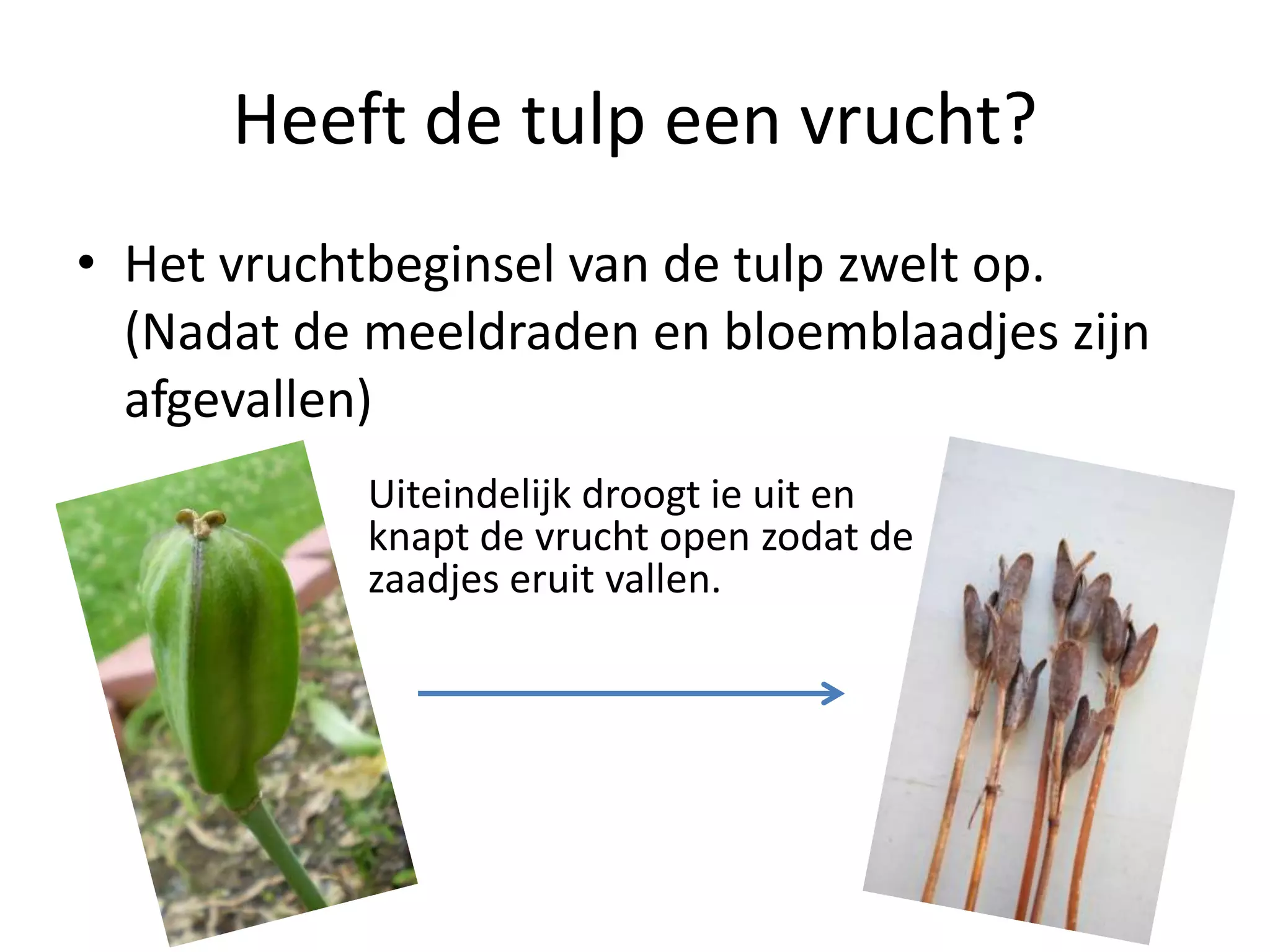 Practicum tulipa en lilium | PPTX