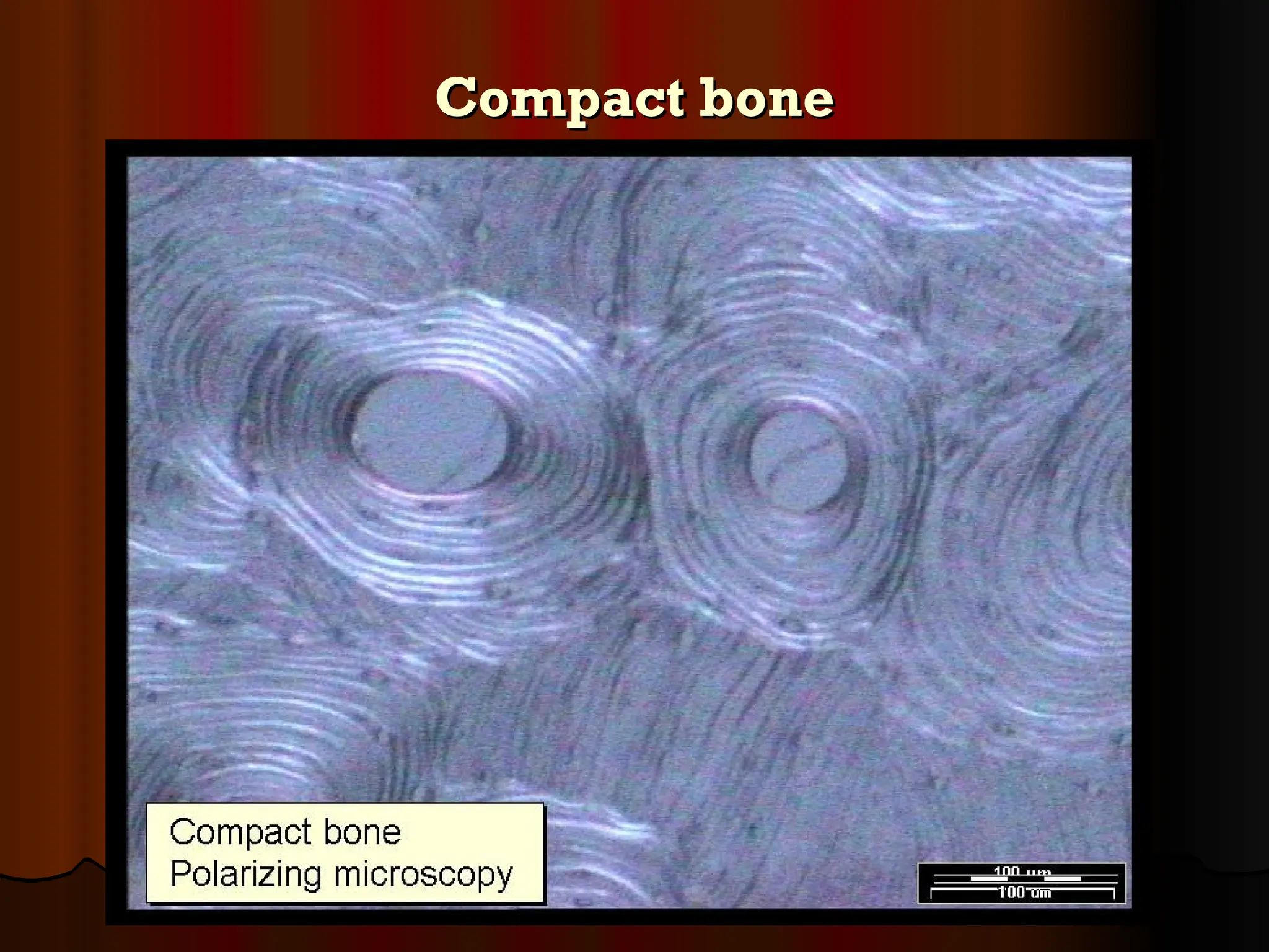 Pract no-1 MIcroscopy didcripation practical | PPT