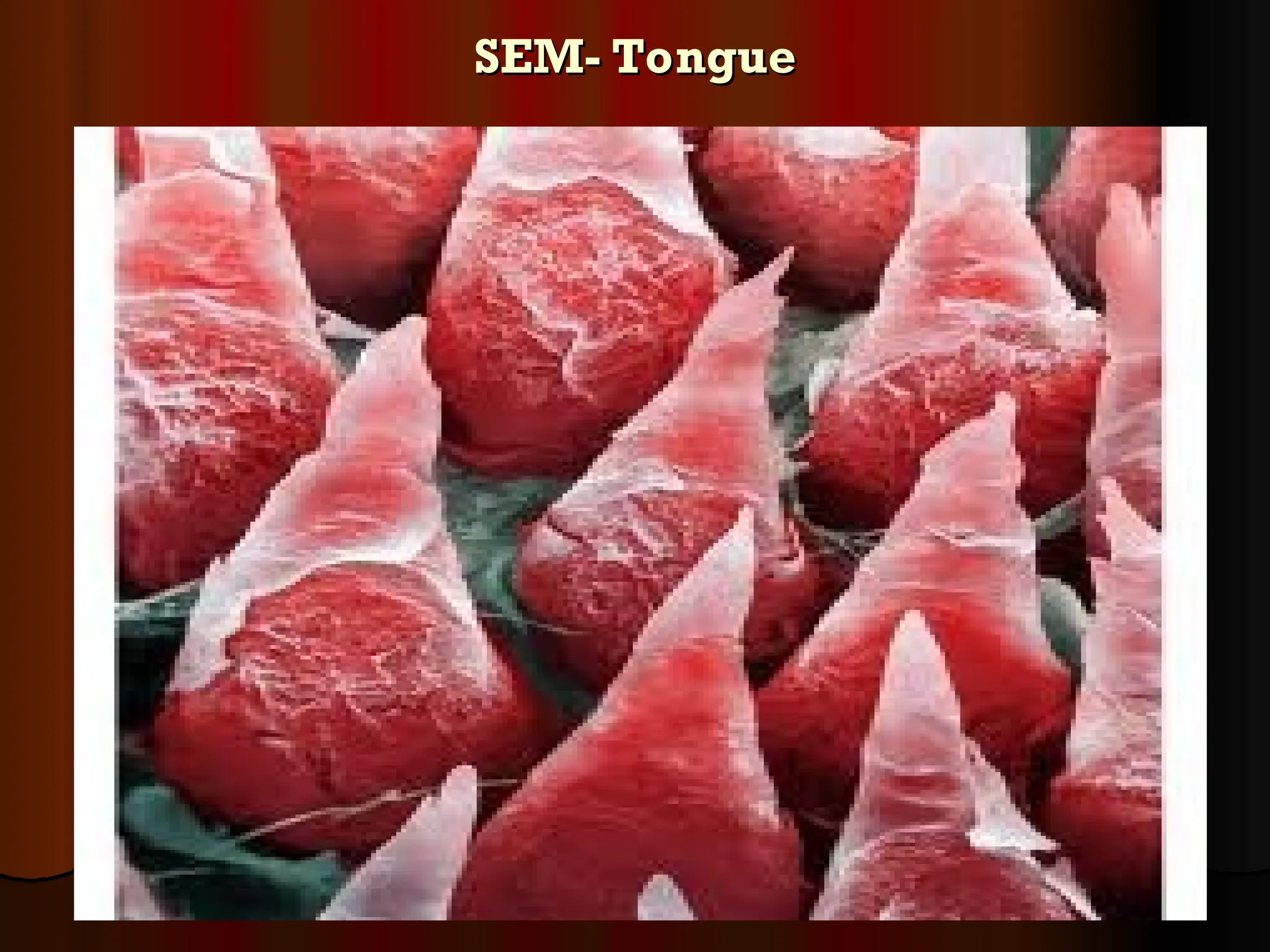 Pract no-1 MIcroscopy didcripation practical | PPT