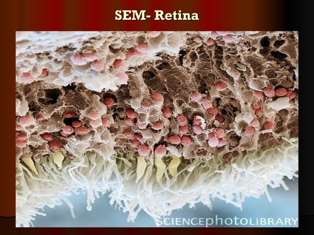 Pract no-1 MIcroscopy didcripation practical | PPT