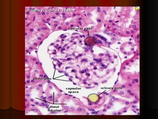 Pract no-1 MIcroscopy didcripation practical | PPT
