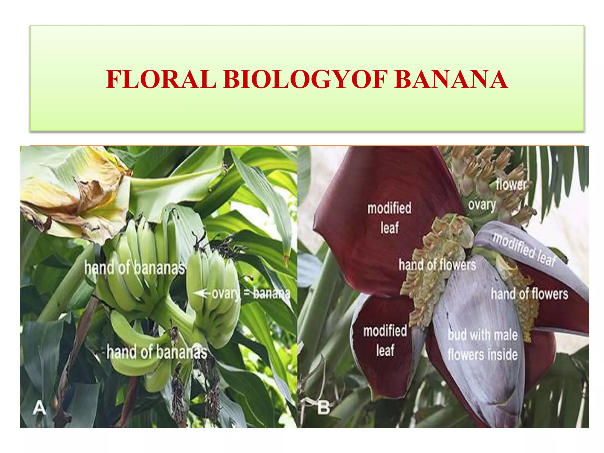 Pract no. 9 (a) floral biology of banana | PPT