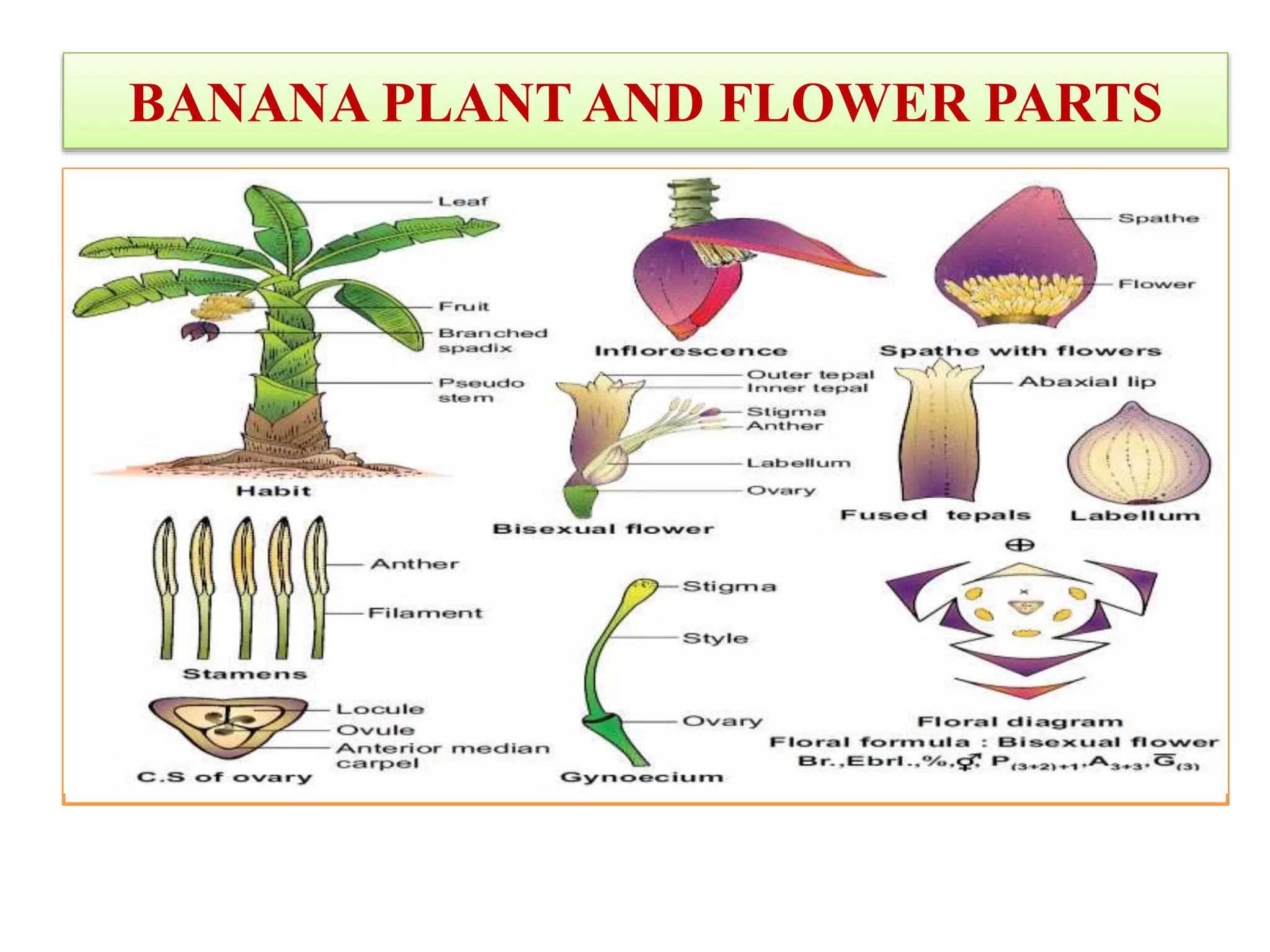 Pract no. 9 (a) floral biology of banana | PPT