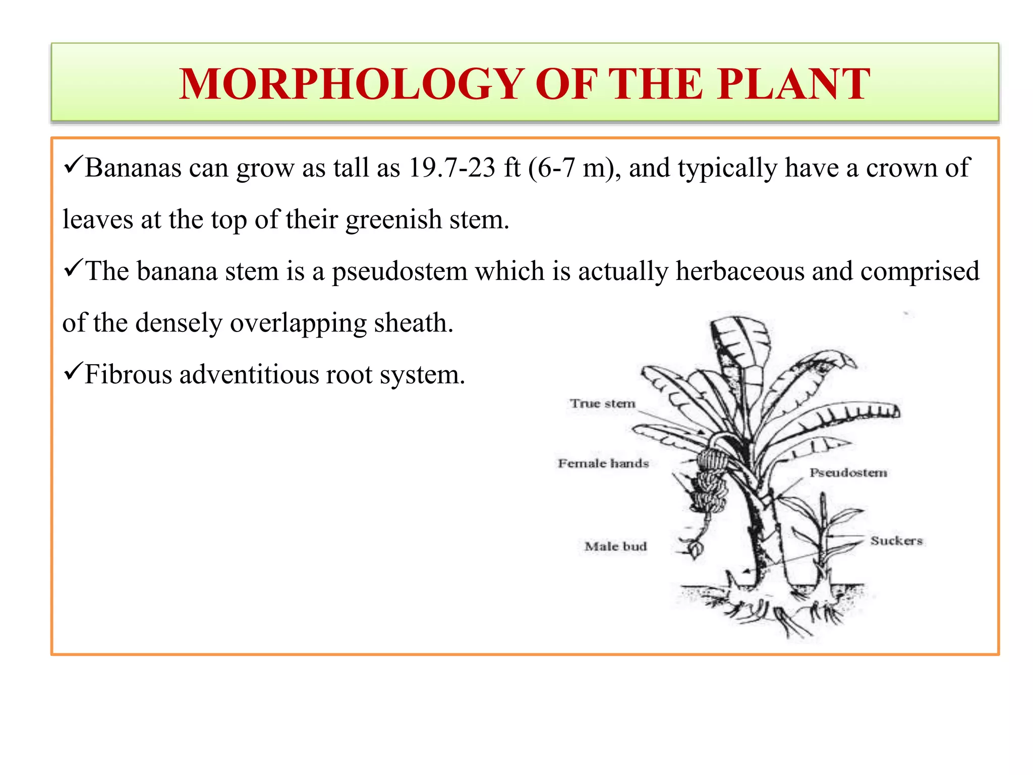Pract no. 9 (a) floral biology of banana | PPT
