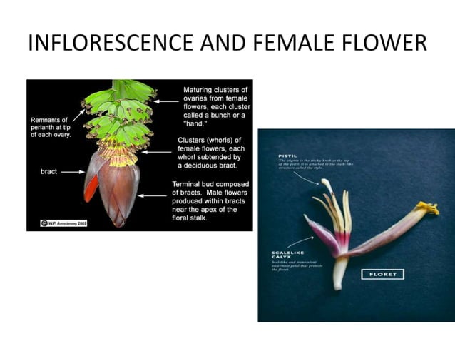 Pract no. 9 (a) floral biology of banana | PPT
